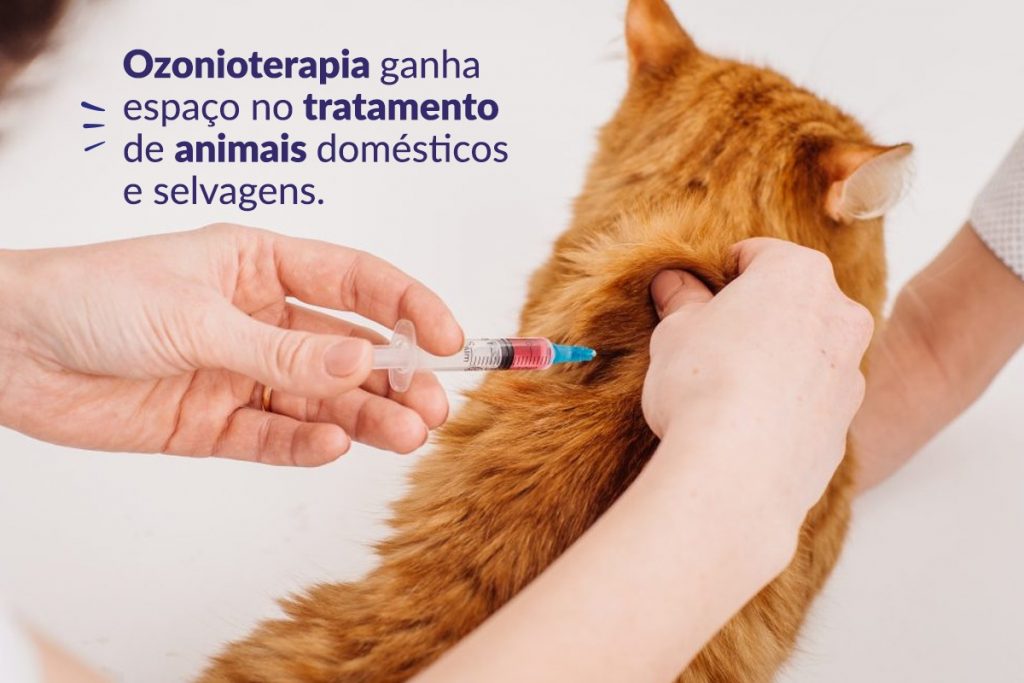 Piodermite: um problema muito comum em cães | IntegrativaPet